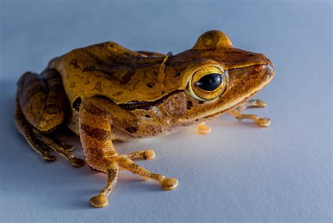 200000 Free Tree Frog And Frog Images Pixabay