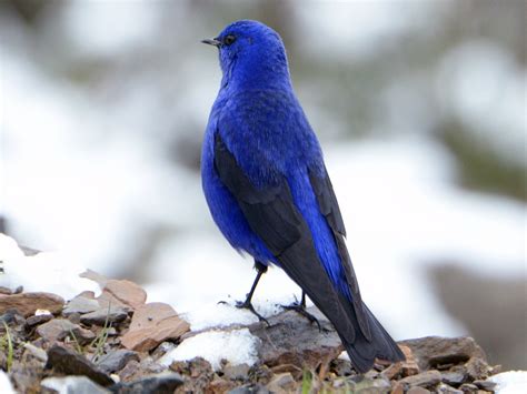 Grandala - eBird