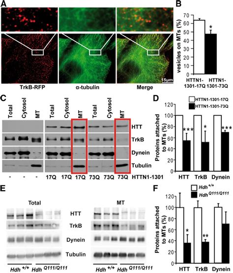 Mutant Huntingtin Alters Retrograde Transport Of Trkb Receptors In Striatal Dendrites Journal