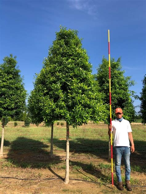 Eagleston Holly Bold Spring Holly Tree Landscape Trees Privacy Trees