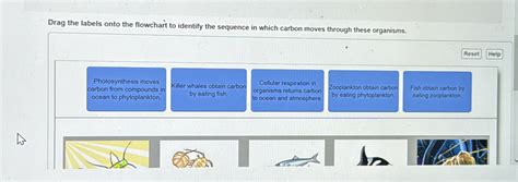 Solved Drag The Labels Onto The Flowchart To Identify The Sequence In