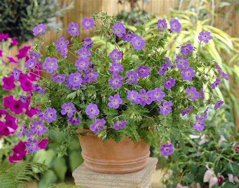 Geranium Rozanne Pbr Golden Valley Plants