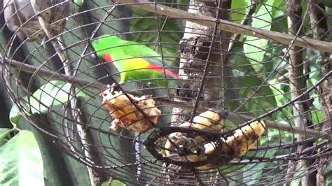 Burung Serindit Memanggil YouTube