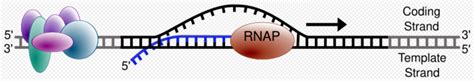Transcription Encyclopedia Mdpi