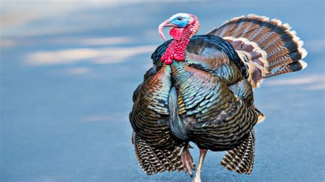 Types Of Turkeys 🦃 Heritage Wild Butter N Thyme