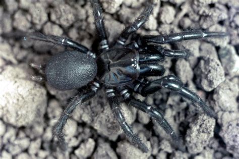 Big Boy Spider Becomes Australias Largest Deadly