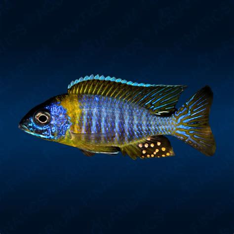Aulonocara Korneliae Blue Gold Peacock Finatics Aquarium