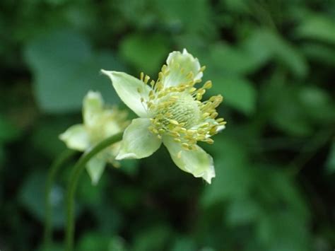 Tall Thimbleweed Anemone Virginiana Easyscape Plant Profile