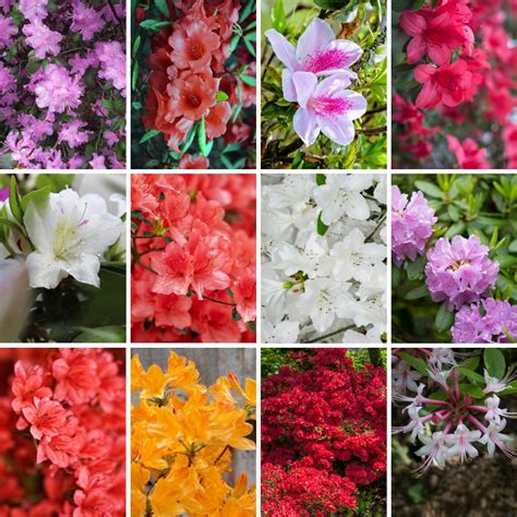 When Do Azaleas Bloom See Popular Varieties For 4 Seasons Gardensall