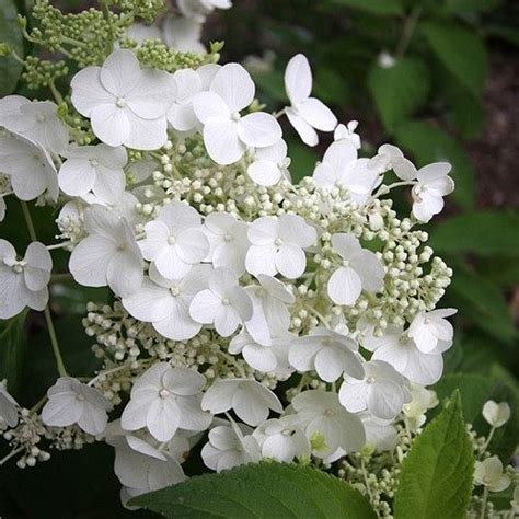 Гортензия метельчатая Прим Вайт (Prim White) купить в Санкт-Петербурге ...