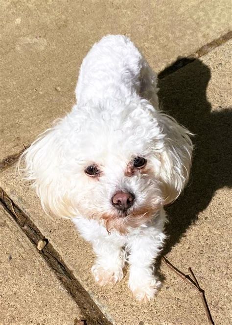 Pixie Mamas Rescue Home