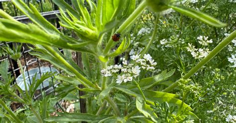 Dont Buy Ladybugs Learn How To Attract Them Instead Growing In The