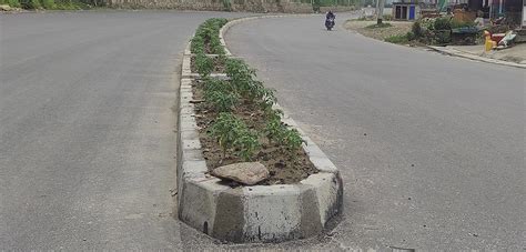 सडकको बीच भागमा खुर्सानी खेती कृषि सूचना