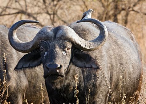 African Buffalo Wikipedia