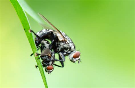 Male Fruit Flies Find Ejaculation Pleasurable Israeli Researchers Find
