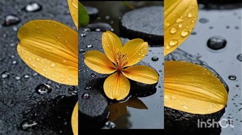 କେତେ ସୁନ୍ଦର ସୁନ୍ଦର ଫୁଲ 🌺🌺🌺🌺 Walpeper Flowers Like Share Subscribe Youtube