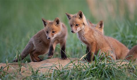 Fs1325 Red Fox Ecology And Behavior Rutgers Njaes