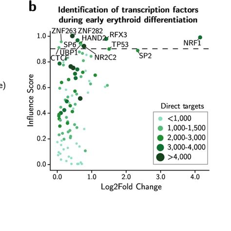 Temporal Tfs During Normal Erythroid Differentiation A A Schematic