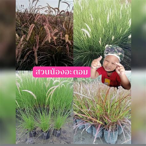 หญ้าสวยงาม หญ้าต้นอ้อเก็บส่งลูกค้า กอใหญ่ ๆ สวย ๆ ค่า ☺️☺️ Facebook