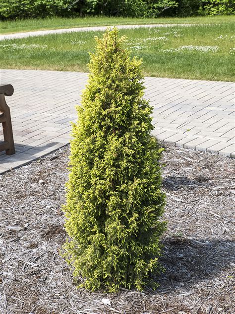 Gold Cone Juniper Juniper Communis Plants To Grow Plants Database By Paul S Drobot