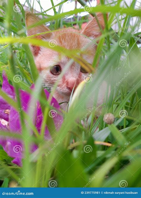 Cada Momento Tem Um Gato Do Mato Na Grama Imagem De Stock Imagem De Momento Grama