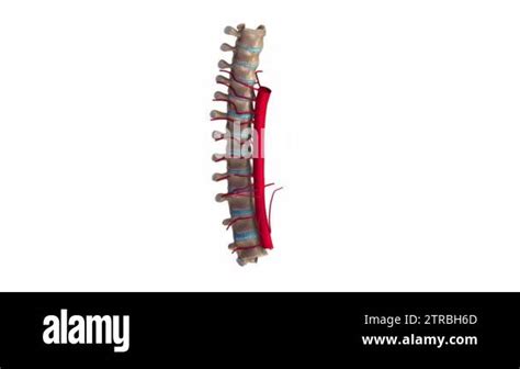 Thoracic Spine Arteries System Stock Video Footage Alamy