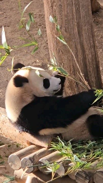 판다곰 대나무 먹는중 푸바오 곰 에버렌드 Youtube