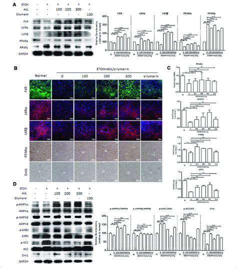 Avl Improved Lipid Accumulation Through Regulation Of Fxrlxr
