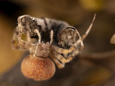 Upside Down Spider Stock Image Image Of Colourless 266221057