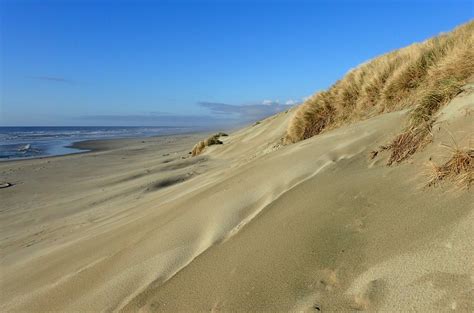 In A Twist Beach Grass Could Make Dunes More Vulnerable To Storms