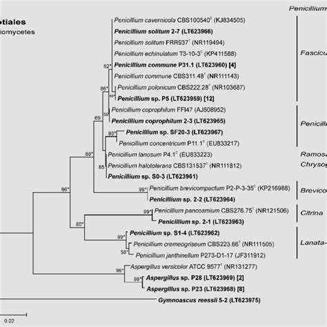 Fungal Phylogeny Of The Its Region Showing The Taxonomical Placement Of