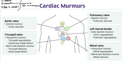 Cardiac Murmurs Diagram Quizlet