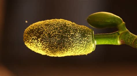 Indian Fruits Jujubes On The Tree Stock Video Video Of Fruit Agriculture 304037215