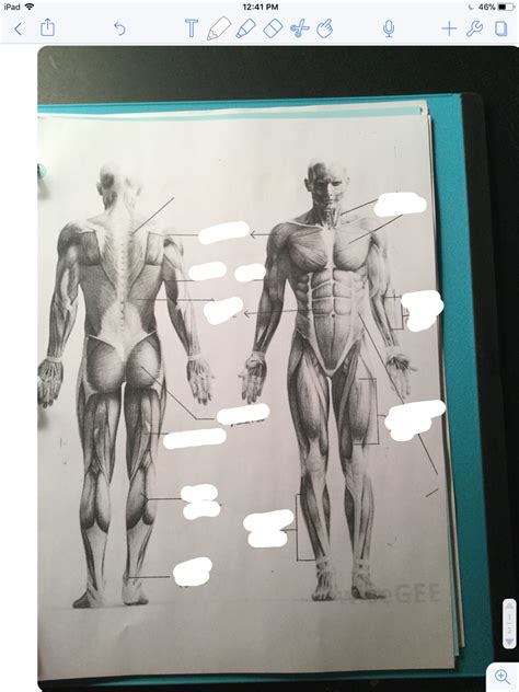 Part One Of Muscles Diagram Quizlet