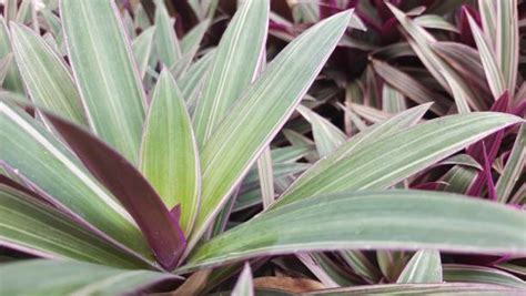 Tradescantia Pallida Foto Foto Foto Stok Potret And Gambar Bebas Royalti
