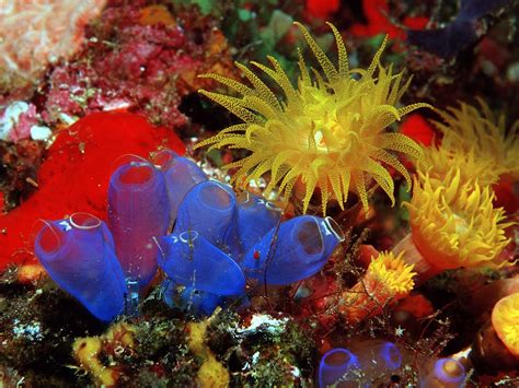 Underwater Sea Coral