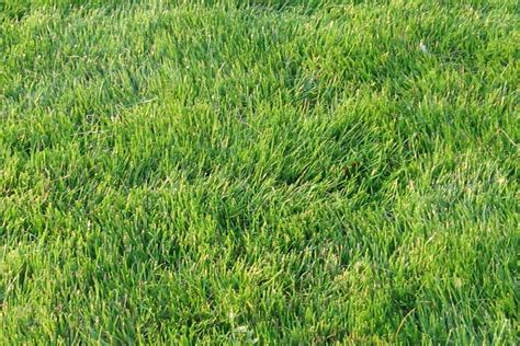 Emerald Zoysia Grass Seed Lawn Grass 18 Lb Small Pack