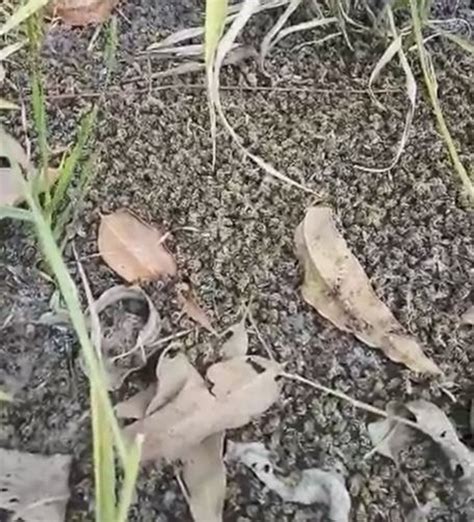 Centenas De Abelhas Morrem E Uso De Agrotóxico Pode Ser A Causa Em