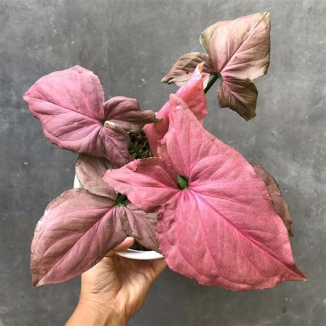 Syngonium Pink Perfection Rare Plant Free Shipping Free Etsy