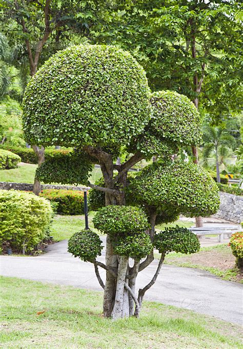 美丽的矮树在花园里。