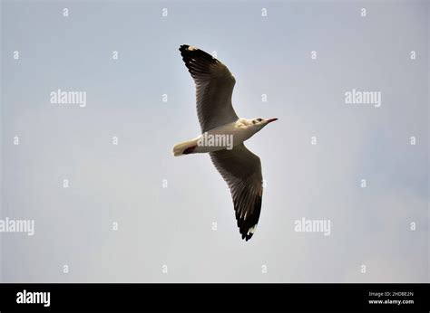 Regular Seasonal Movement Migration Of Seagulls Birds At Bangpu