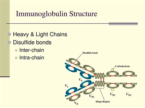 Ppt Immunoglobulins Structure And Function Powerpoint Presentation Free Download Id 5612144