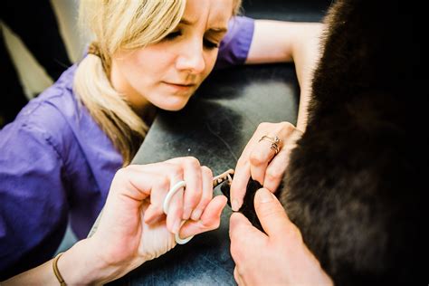 How To Groom Your Pet Third Crate