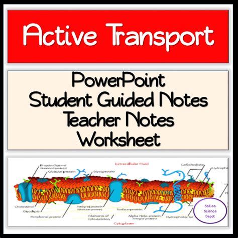Active Cell Transport Powerpoint And Worksheet Made By Teachers