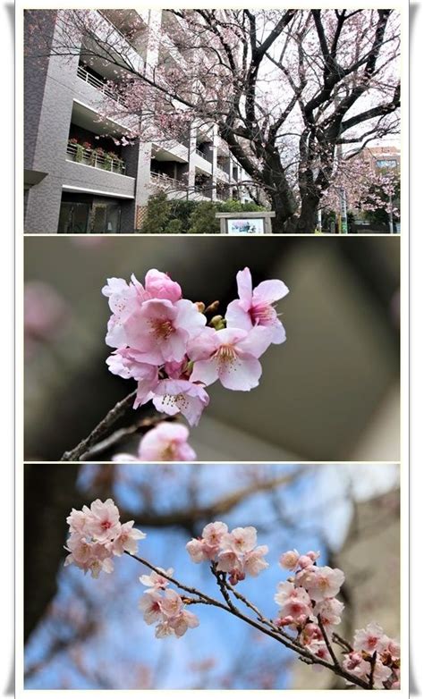 大寒桜 光と風のそよぎ 鳳英 楽天ブログ