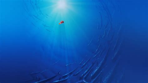 What Finding Nemo Can Teach Us During Uncertain Times By Eric Lee