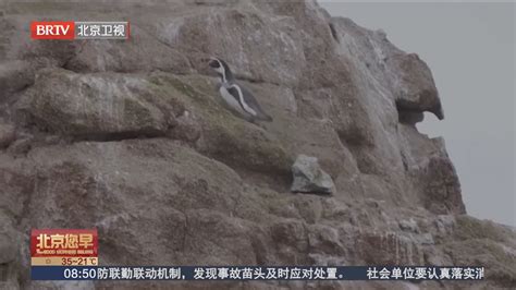 智利洪堡企鹅数量急剧下降 或将面临灭绝风险 北京时间