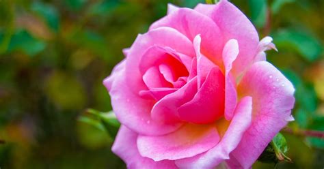 「感謝」や「ありがとう」の花言葉を持つ花20選！ The Rose Magazine