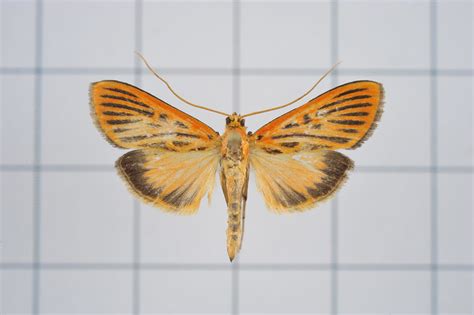A Crambidae Tyspanode Flickr