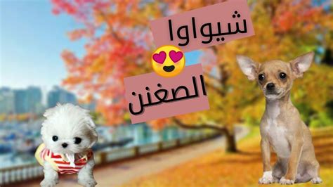 شيواوا اصغر كلب ف العالم ولكن احظر غضبه 😤 Youtube